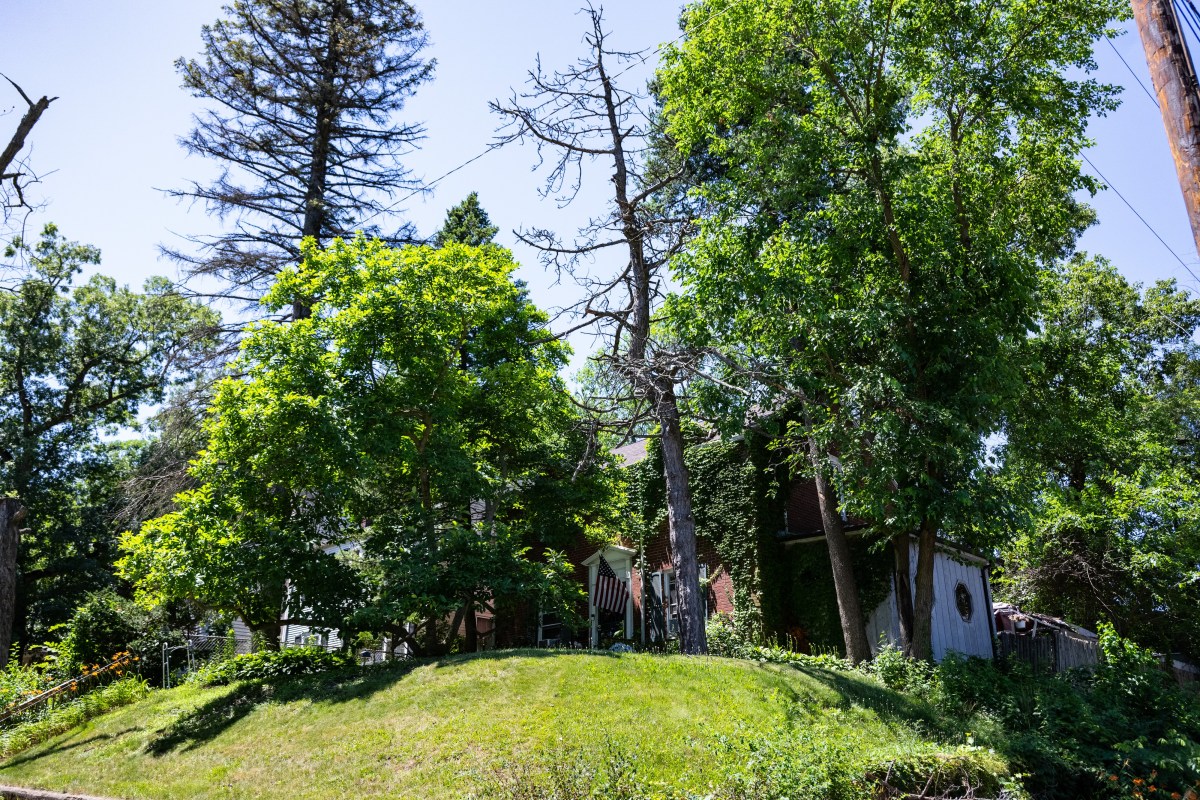 Gary Homeowner Needs Help Saving Her House From Hazardous Trees