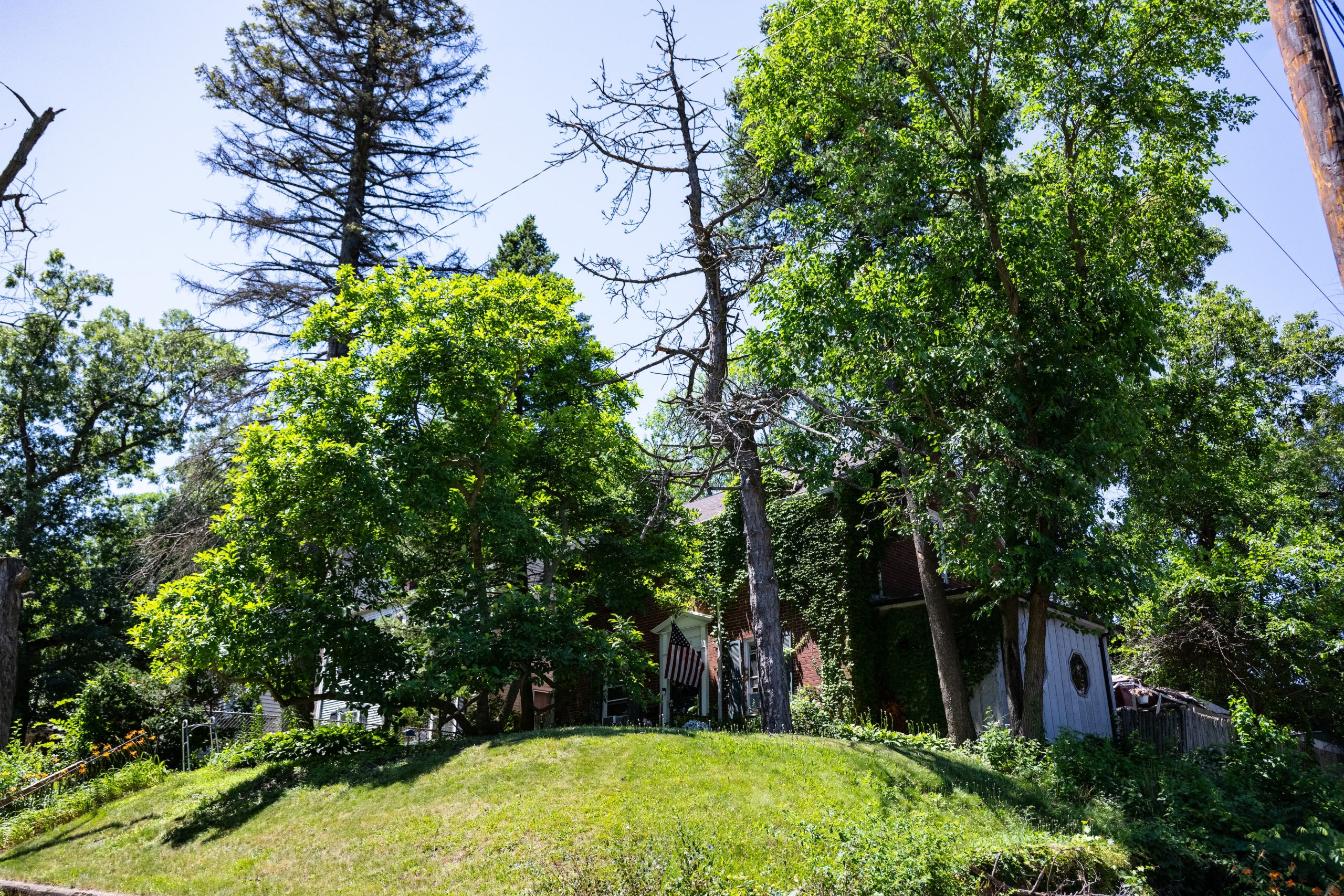 Gary Homeowner Needs Help Saving Her House From Hazardous Trees